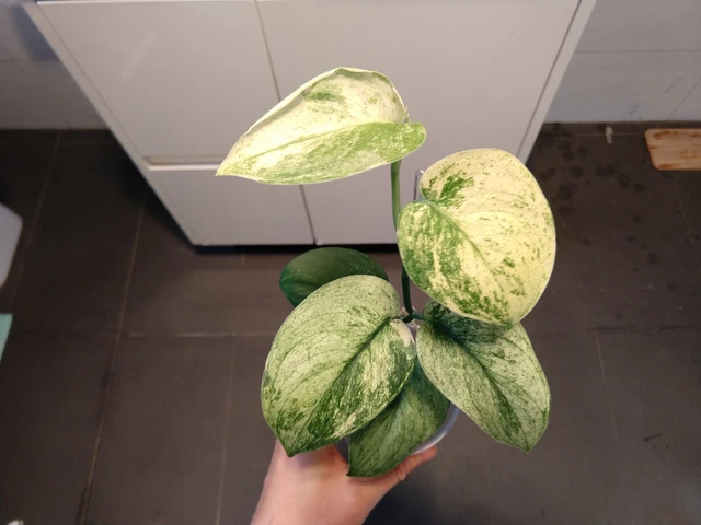 SCINDAPSUS JADE SATIN WHITE MINT variegated (A, plant w/9 leaves+1shoot ...