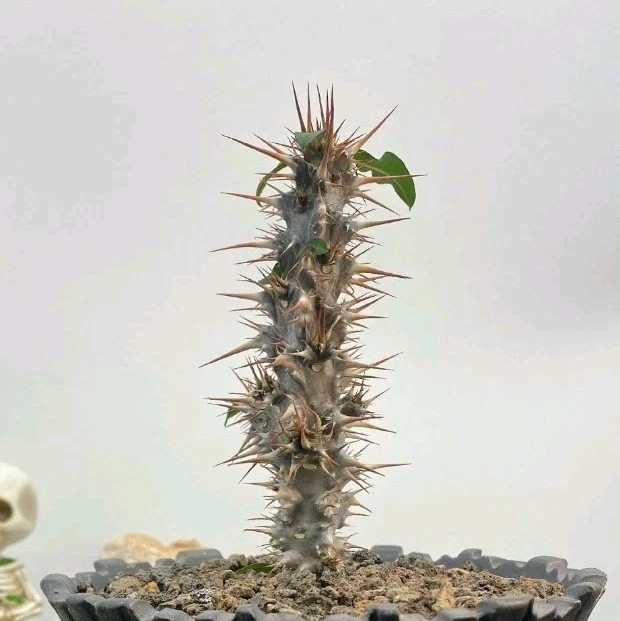 EUPHORBIA CROIZATII SEED Grown Plant X 1, 12 cm+, 2-3 Branches, Sample ...