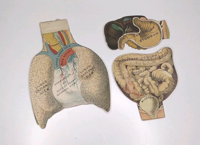 ANTIQUE HUMAN ANATOMY Diagrams Fold-Out Paper Organs Medical Creepy £15 ...