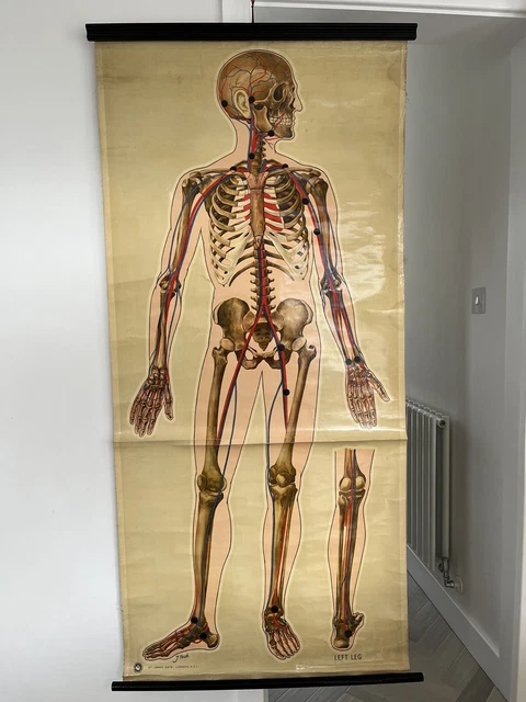 VINTAGE HUMAN ANATOMY Body Wall Chart Poster Medical St Johns Ambulance ...