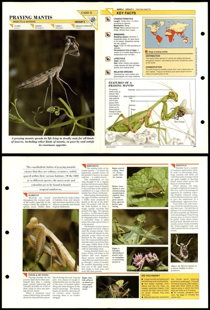 PRAYING MANTIS #4 Insects Wildlife Fact File Fold-Out Card $2.59 - PicClick
