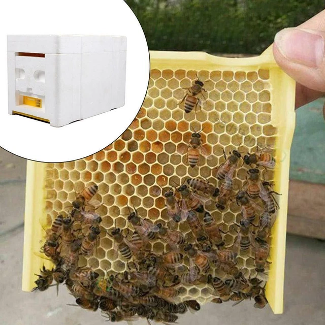 HIVE PLASTIC BOX Harvest Beehive Pollination Beekeeping King Mating Bee ...