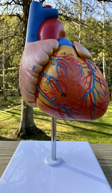 Anatomical Heart