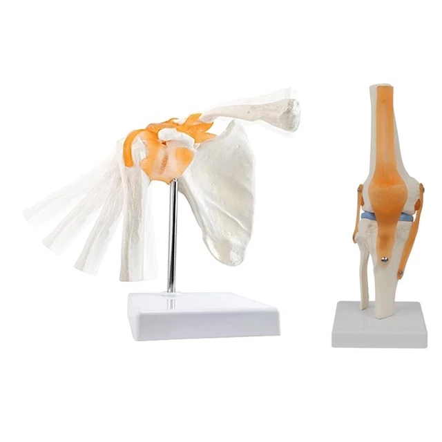 ANATOMY SHOULDER JOINT Model Medical-Anatomy Skeleton, Anatomical8656 £ ...