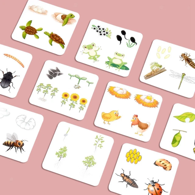 LIFE CYCLE TRAY Flash Cards Montessori Life Cycle Tray for Children ...