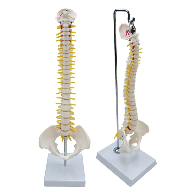 DETAILED SPINE MODEL Vertebral Column Anatomical for Teaching Aid ...