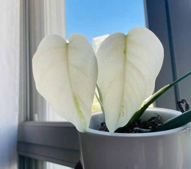 MONSTERA DELICIOSA VARIEGATA Full Moon Full White Very Rare EUR 229,00 ...