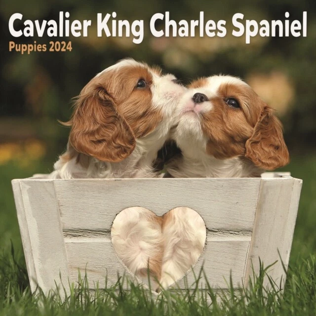MINI CALENDRIER 2024 chiots Cavalier King Charles - Livraison suivie ...