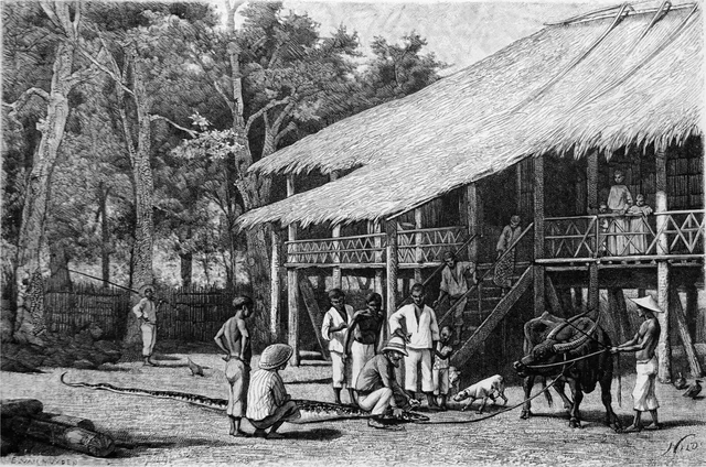 PHILIPPINES (PALAWAN) : TAGBANUAS ramenant un PYTHON - Gravure 19e ...