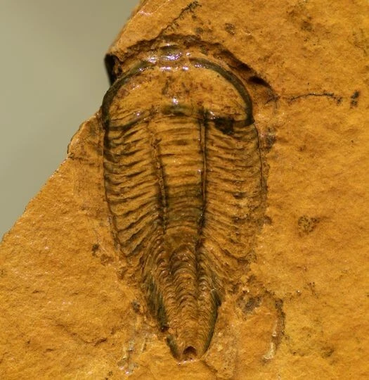 RARE NEPHALICEPHALUS TRILOBITE Fossil, Upper Cambrian, Weeks FM! $219. ...