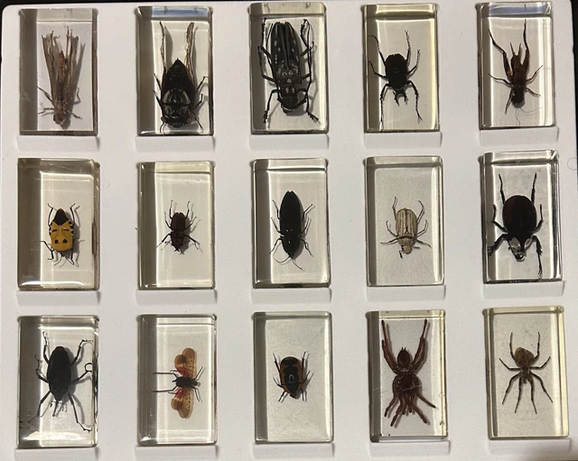 15 Acrylic Encased Insect Entomology Collection Beetles Spiders