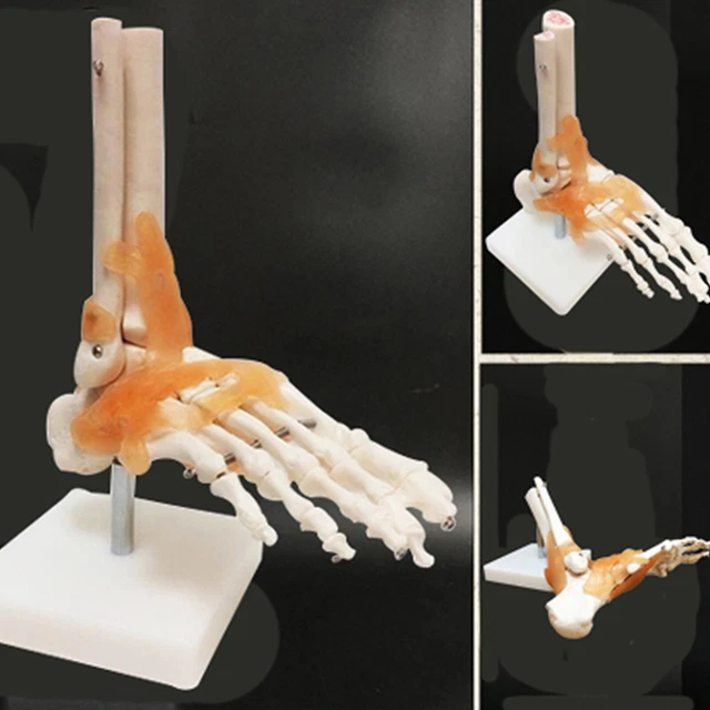 FOOT JOINT MODEL With Ligaments,Foot Ankle Human Anatomical Model £18. ...