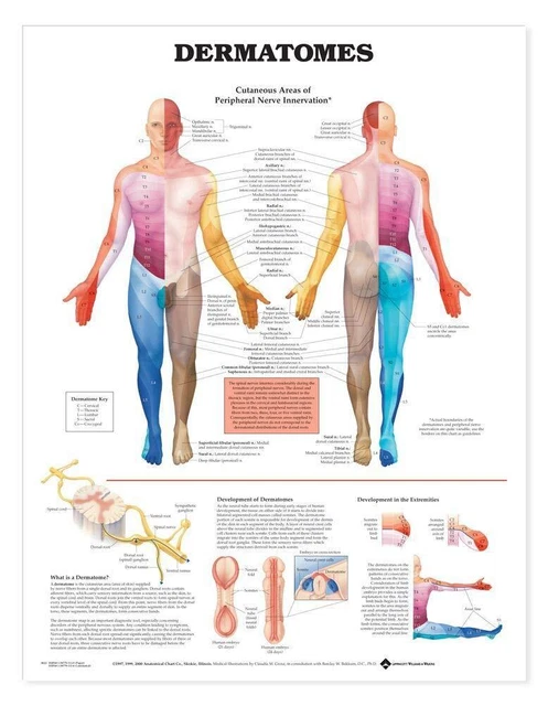 DERMATOMES ANATOMICAL CHART (USED) £56.75 - PicClick UK