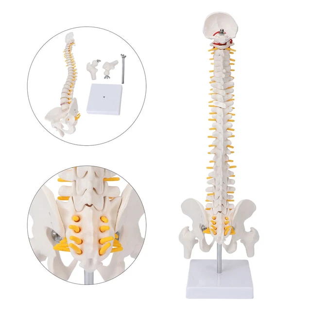 ANATOMY HUMAN SPINE Vertebral Column with Pelvis Femur Skeleton Model ...