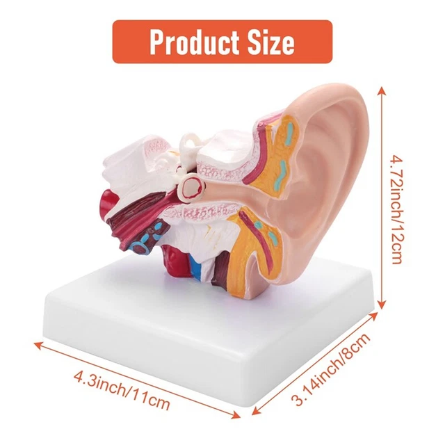 HUMAN EAR ANATOMY Model Human Ear Model 1.5 Times Enlarged For Learning ...