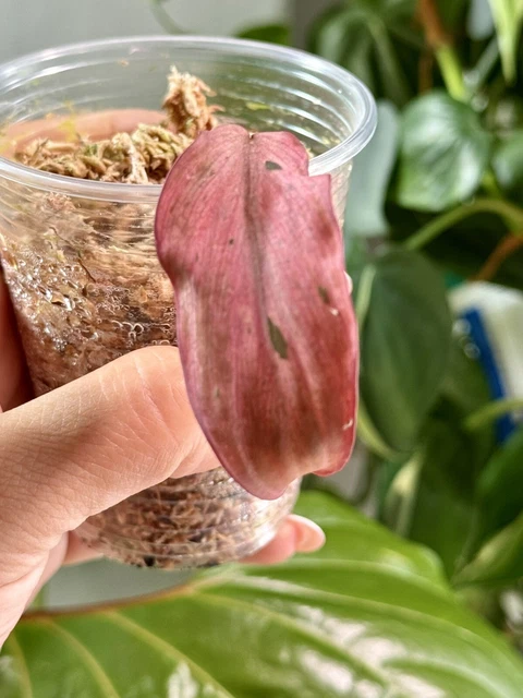 PHILODENDRON MICANS MINT Variegated Pink Rooted Cutting Active Growth £ ...