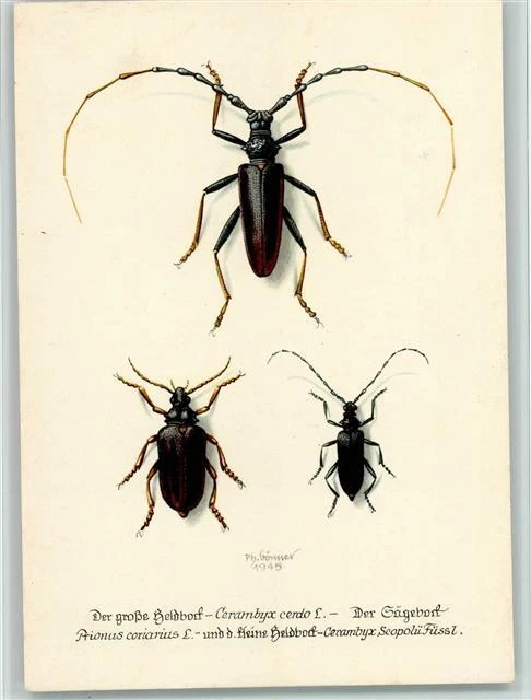 12094668 - DER Saegebork Kaefer sign PH. Goenner Insekt EUR 6,99 ...