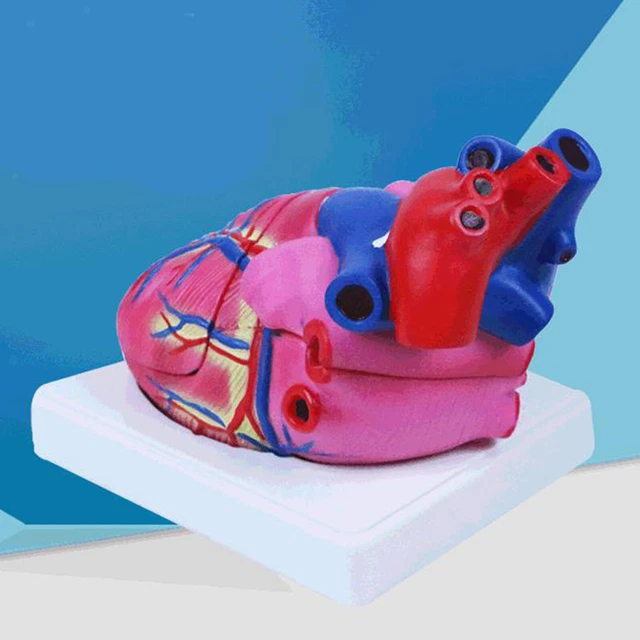 PVC ANATOMICALLY ENLARGED Heart Model Anatomy Learning Educational Toy ...