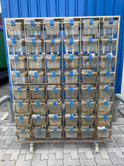 TECNIPLAST BLUELINE SISTEMA gabbia ventilato per topi rack con 48 ...