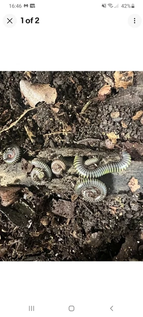 CB BUMBLE BEE Millipede (Anadenobolus monilicornis) X2 £15.00 - PicClick UK