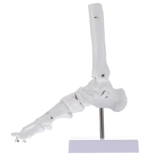 HUMAN BODY ANATOMY Model Plastic Bones PVC Foot Joint £41.71 - PicClick UK