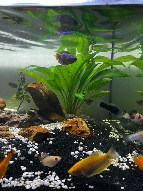 6 X MIX Molly Fish Livebearer Peaceful Fish Community Tank Guppy ...