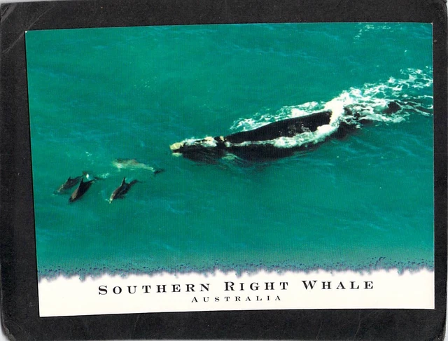 C0293 AUSTRALIA ANIMALS Southern Right Whale postcard $10.70 - PicClick AU