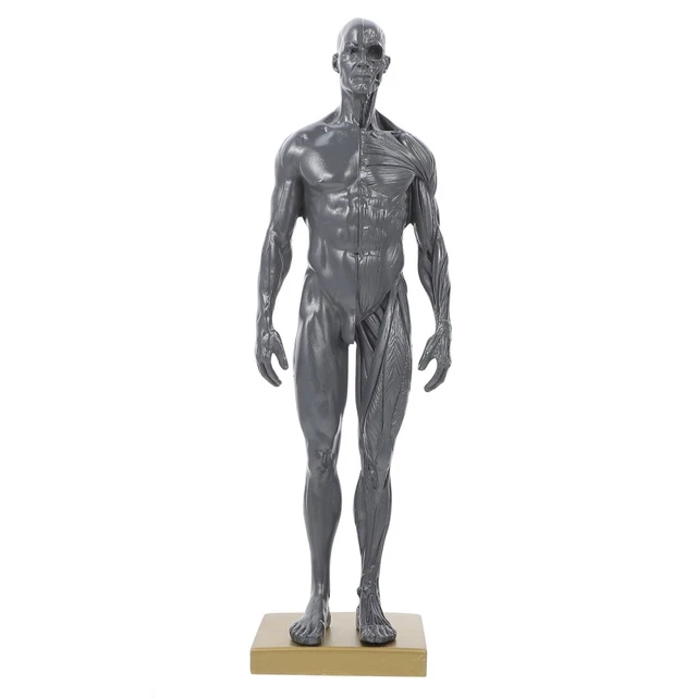 HUMAN MEN MUSCLE Structure Model Muscle Structure Model Muscular System ...