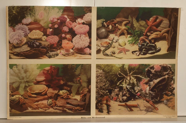 MURAL WALL MAP North Sea shells crabs starfish poster 89x58 vintage ...