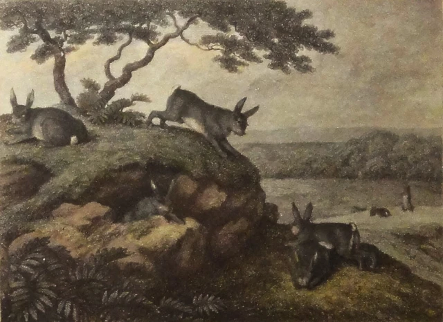 SAMUEL HOWITT (~1765-1822) kolor-Kupferstich 1799: THE RABBIT (DAS ...