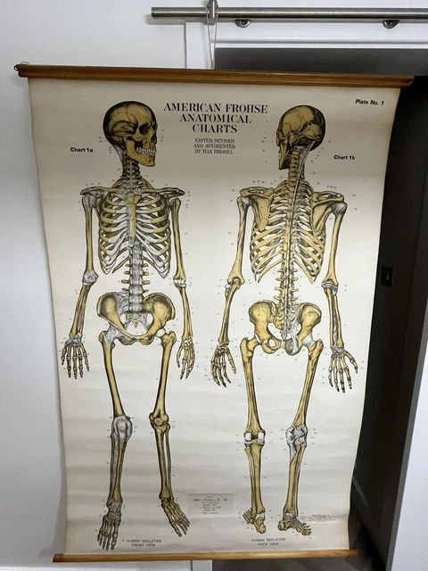 ANTIQUE VINTAGE HUMAN Skeleton Wall Chart Poster Medical American ...