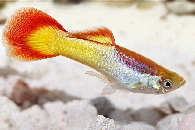 6 X BLONDE Male Guppy Poecilia Reticulata 4cm £20.00 - PicClick UK