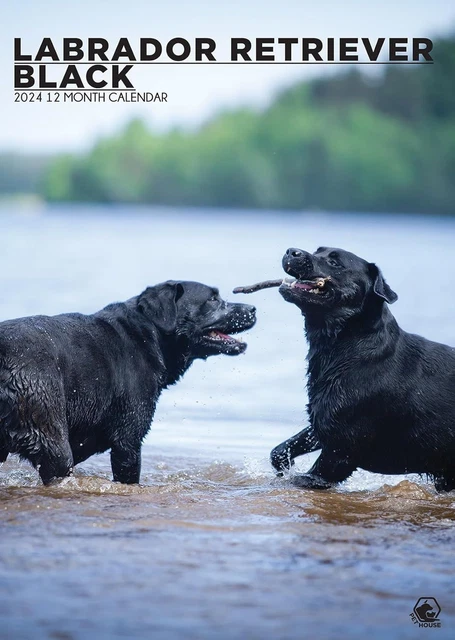 LABRADOR RETRIEVER BLACK 2024 Calendar A3 Wall Calendar £9.49 - PicClick UK