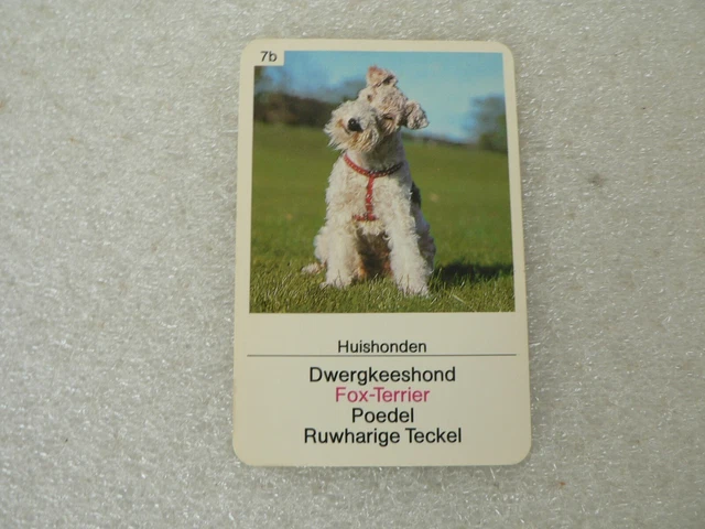 82-DOGS HONDEN 7B Fox-Terrier Kwartet Kaart, Quartett Card, EUR 4,99 ...