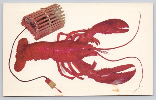 POSTCARD MINIATURE MODEL of lobster and lobster pot £4.76 - PicClick UK