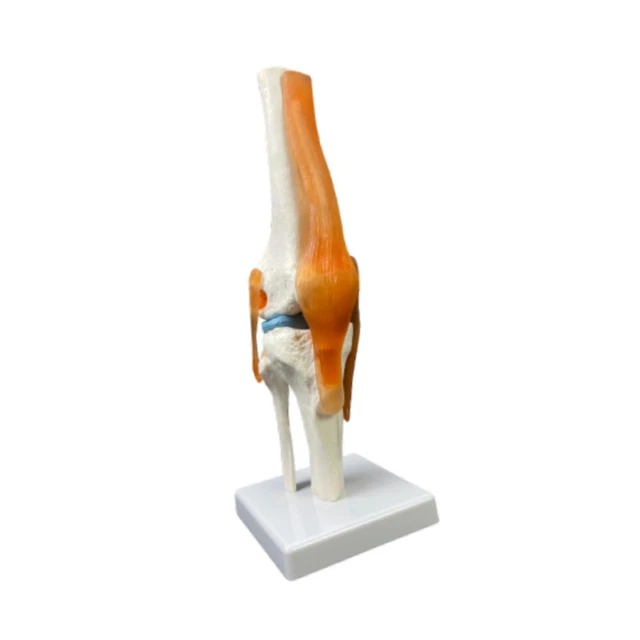 HUMAN KNEE JOINT Model Practical with Ligaments for Learning Education ...