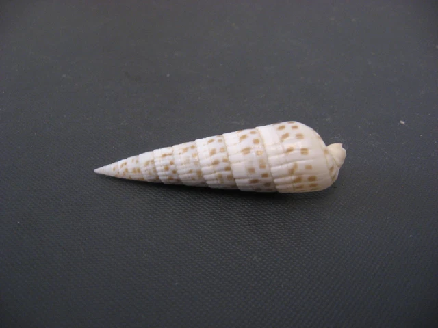 COQUILLAGE PYRAMIDELLIDAE PYRAMIDELLA (longchaeus) acus 47,2 mm gem mayotte EUR 1,00 - PicClick FR