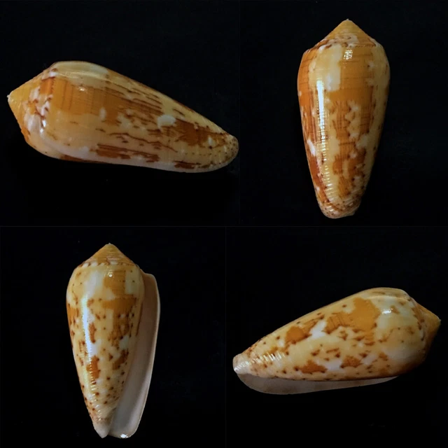 CONIDAE, CONUS FLOCCATUS f. magdalenae, Siargao, Philippines, 53,5 mm, SELECTED EUR 69,90 ...