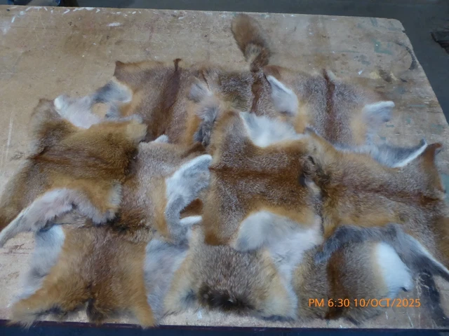 10 X SOFT tanned Australian Red Fox skins taxidermy fur art craft ...