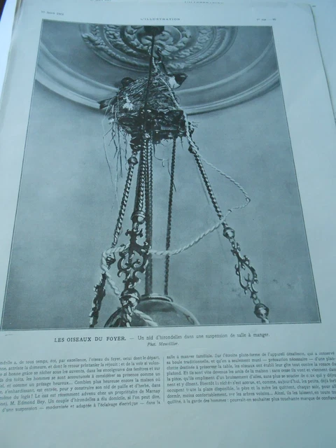 LES OISEAUX DU Foyer - Un Nid d'Hirondelles - 1 page Old Antique Print ...