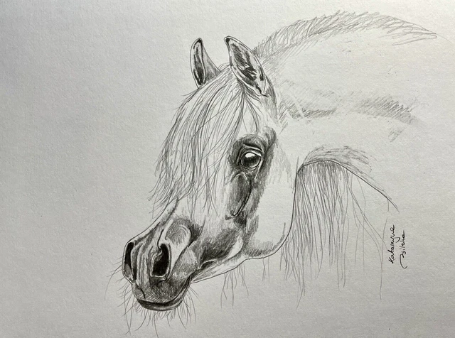 DISEGNO ORIGINALE ARTE Matita schizzo ritratto di cavallo arabo 8"x10 ...