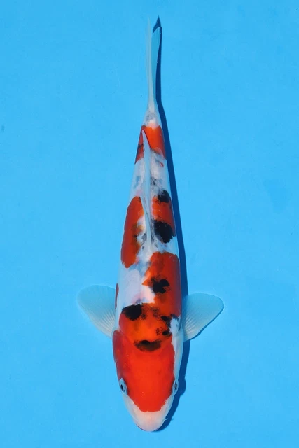 JAPANESE KOI CARP - Hq Doitsu Sanke 22Cm - Courier Available ...
