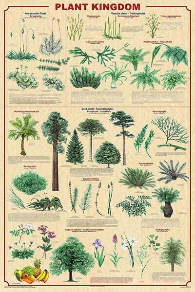PLANT KINGDOM EDUCATIONAL Decorative chart poster 24 x 36 FREE SHIPPING ...