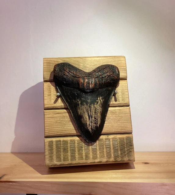 LARGE REPLICA MEGALODON Shark Tooth on handmade display. £35.03 ...
