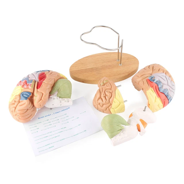 MEDICAL ANATOMICAL HUMAN Brain Model Anatomy Cerebral Cortex Brain ...