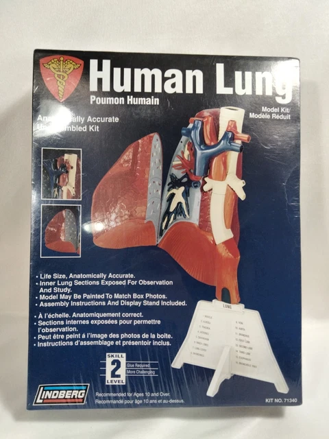 NEW LINDBERG HUMAN Lung Anatomically Accurate Correct Plastic Science ...