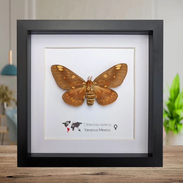 CITHERONIA AZTECA, AZTECAN Horned Devil Moth, female moth from Mexico ...