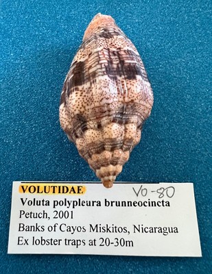 BEAUTIFUL AND RARE VOLUTE Voluta Polypleura brunneocincta - Nicaragua ...