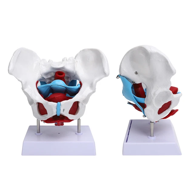 PROFESSIONAL FEMALE PELVIS Hospital Pelvic Floor Muscle Model For ...