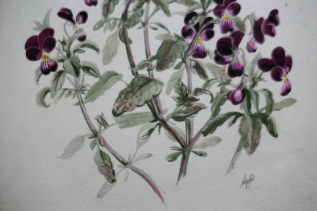 ANNA POTWOROWSKA (XX) Watercolour. Floral Study £22.00 - PicClick UK